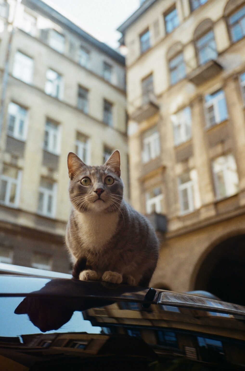 How to calm down a cat in the car? - Pet Things Drill