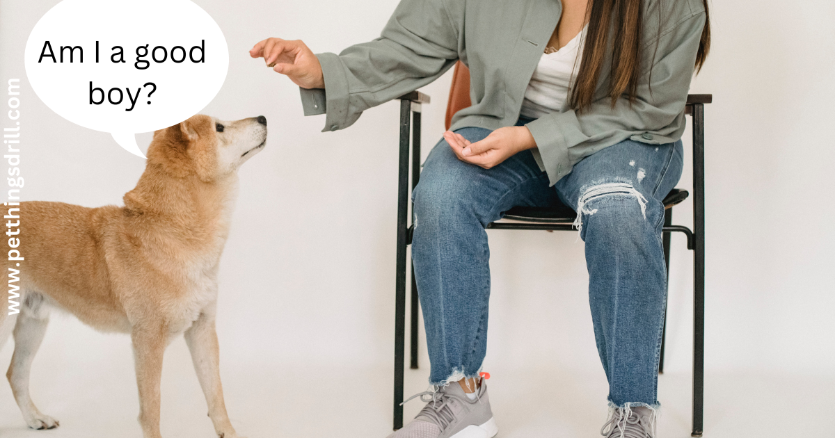 An easy guide to scent training for dogs at home? - Pet Things Drill