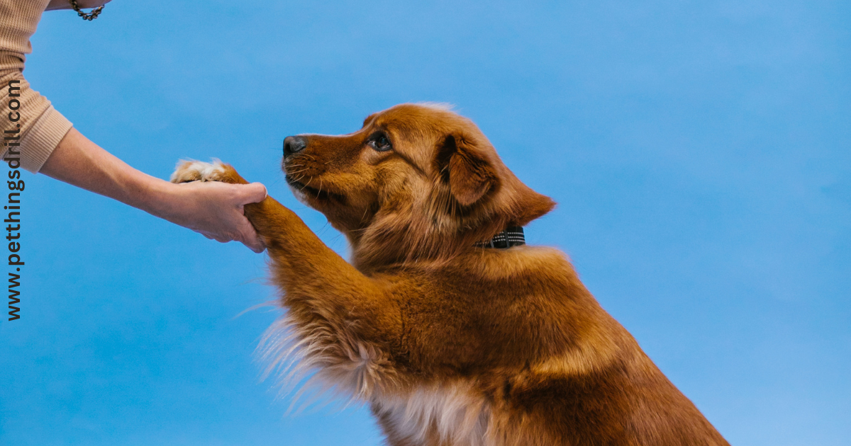 How to get my dog to listen to me? - Pet Things Drill