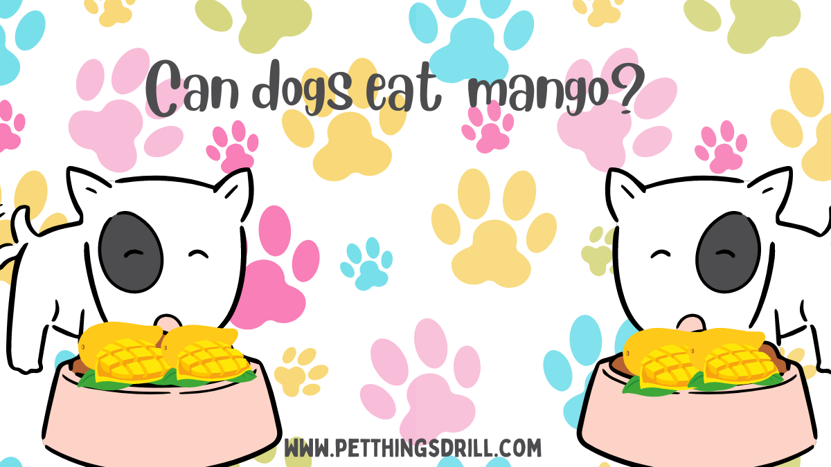 Can dogs eat Mango? Here is what you need to know! - Pet Things Drill