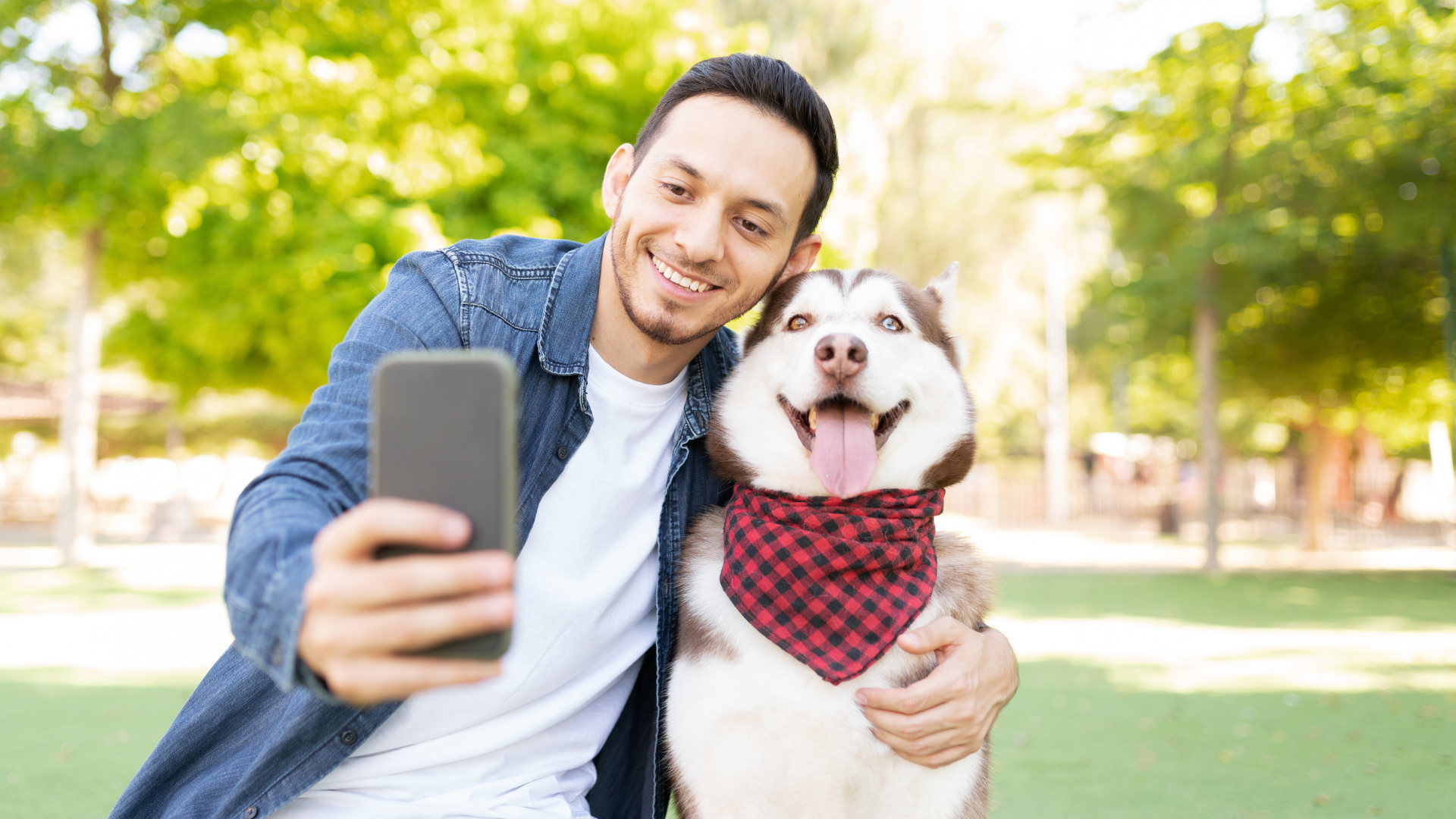 How to help transition your dog to city life? - Pet Things Drill
