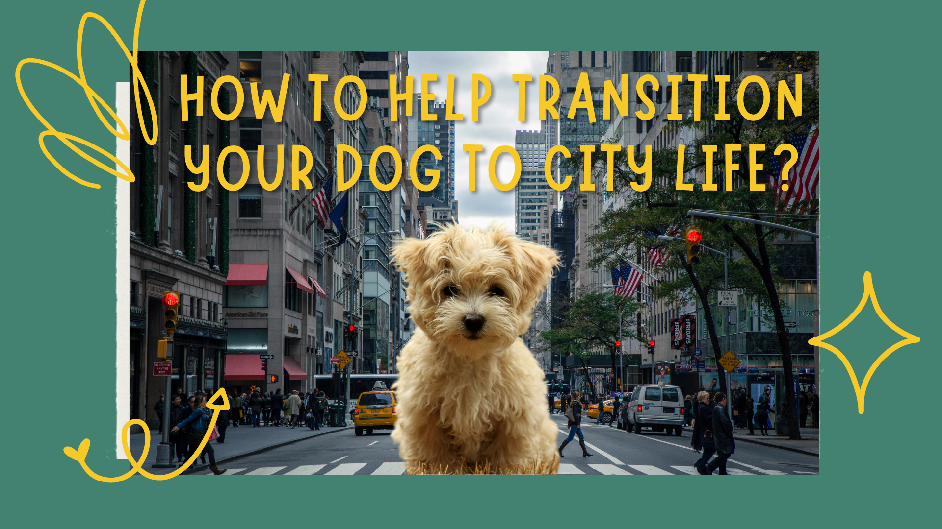 How to help transition your dog to city life? - Pet Things Drill