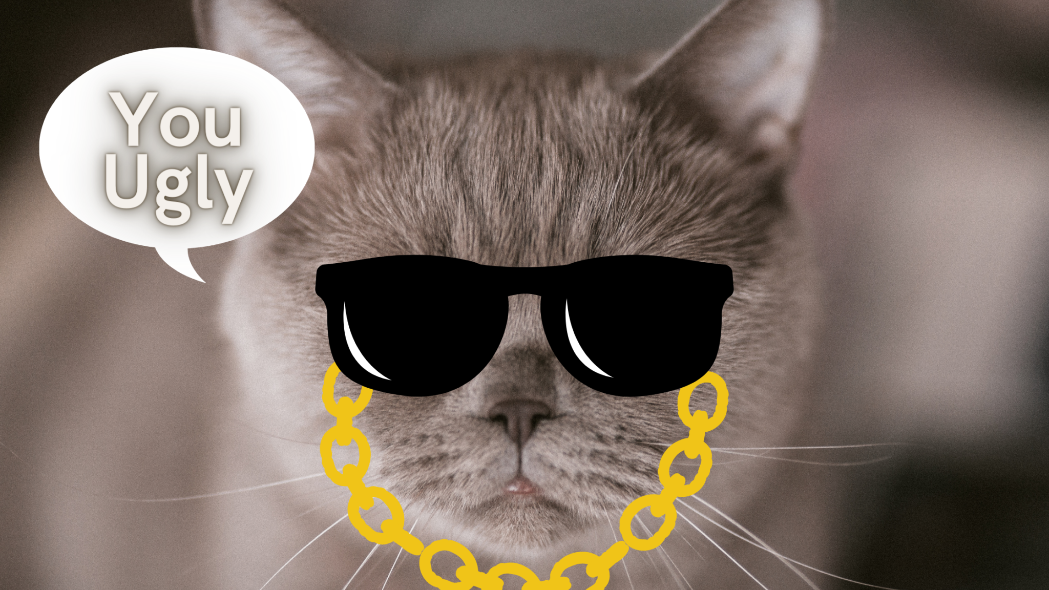 How to stop my cat from bullying other cats - Pet Things Drill