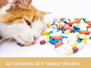 How to Euthanize a Cat with Over-the-Counter Medicine - Pet Things Drill