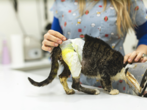 How to Euthanize a Cat with Over-the-Counter Medicine - Pet Things Drill