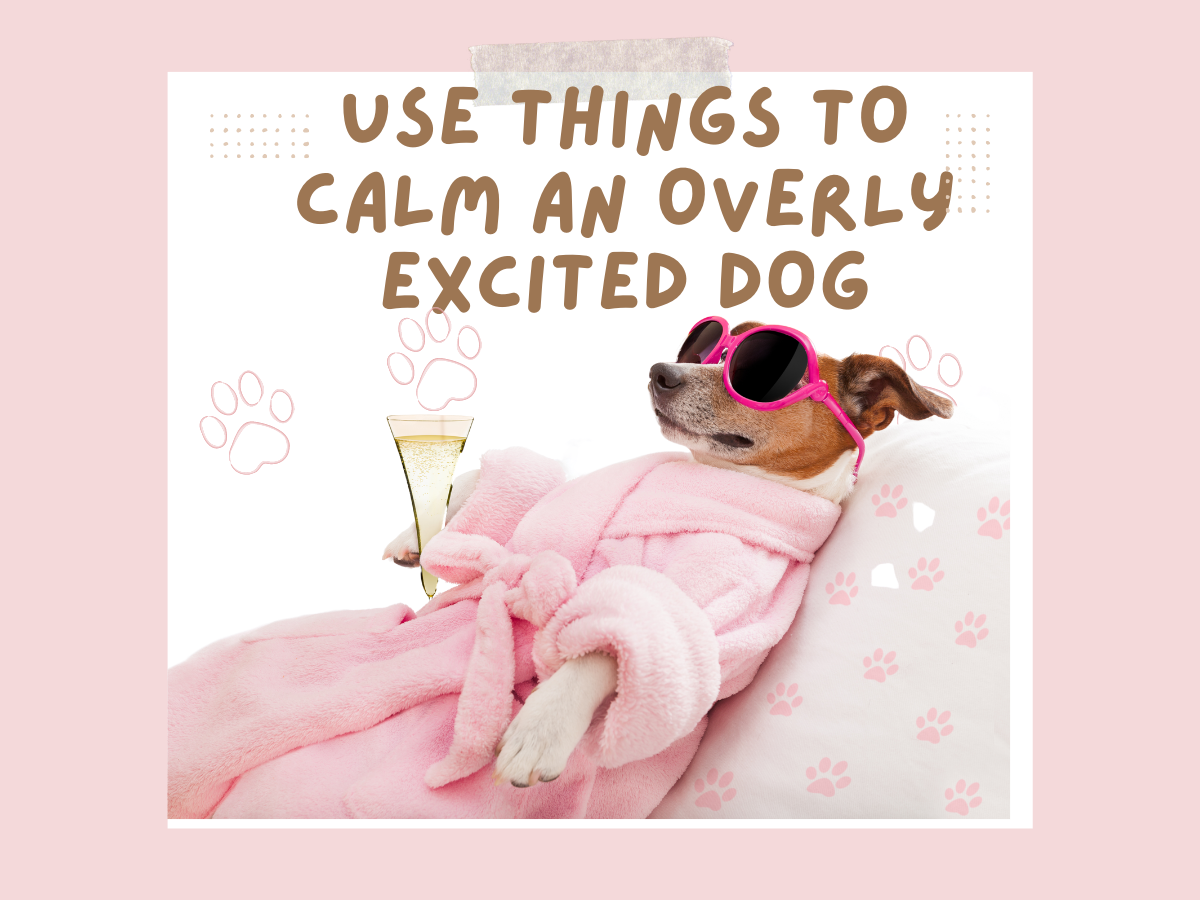 How to calm down an overly excited dog in front of visitors? - Pet ...