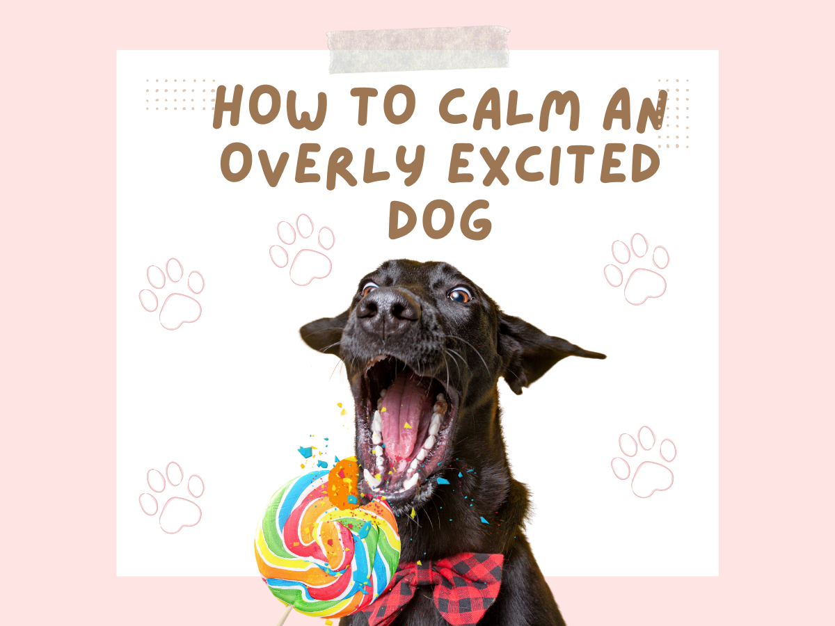 How to calm down an overly excited dog in front of visitors? - Pet ...