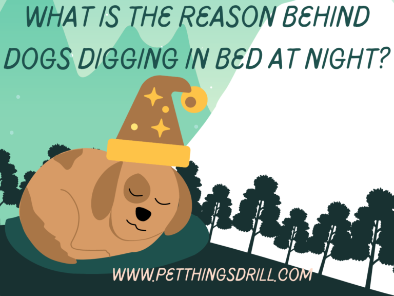 7 reasons why dogs dig in their bed - Pet Things Drill