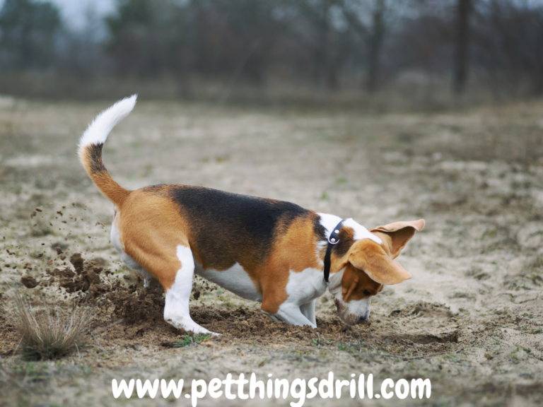 7 reasons why dogs dig in their bed - Pet Things Drill