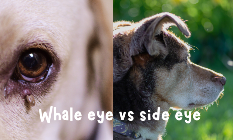 What is dog whale eye: Signs and Causes? - Pet Things Drill