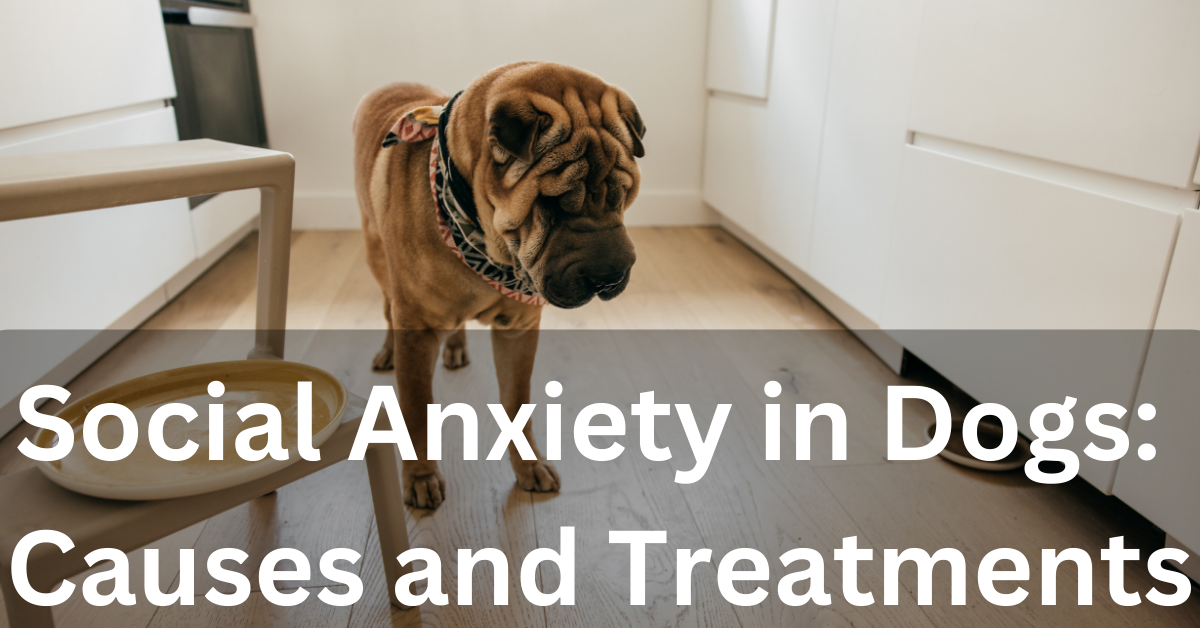 An ultimate guide to social anxiety in dogs - Pet Things Drill
