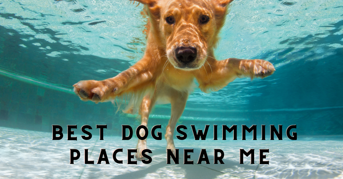 Best dog swimming places near me? Exploring Dog-Friendly Swim Spots in ...
