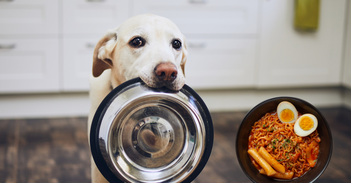 Can dogs eat ramen noodles? - Pet Things Drill