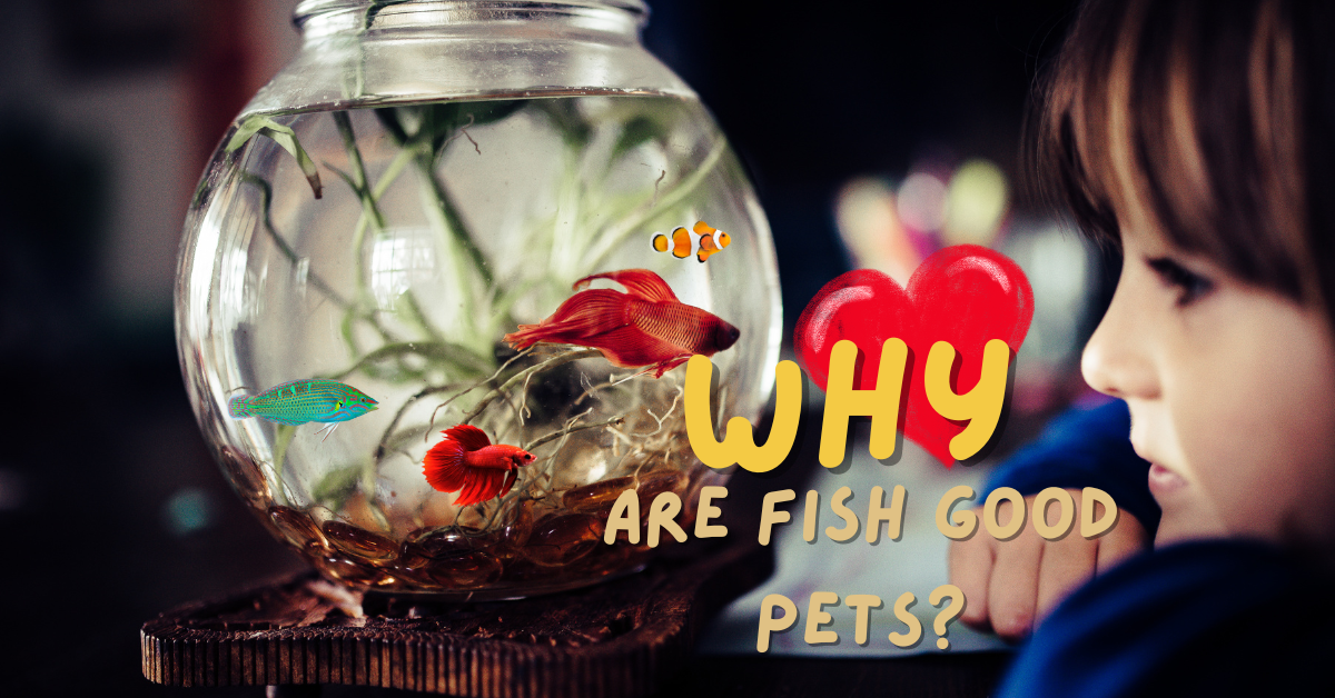 Why are Fish Good Pets? - Pet Things Drill