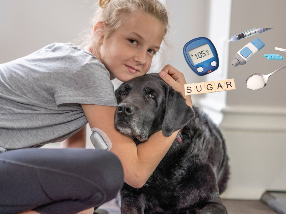 All About Diabetes in a Dog - Pet Things Drill