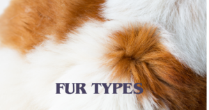 Understanding Dog Coats and Fur Types: A Complete Guide - Pet Things Drill