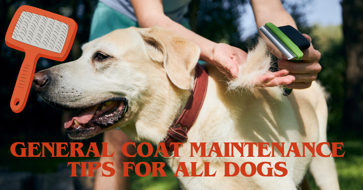 Understanding Dog Coats and Fur Types: A Complete Guide - Pet Things Drill