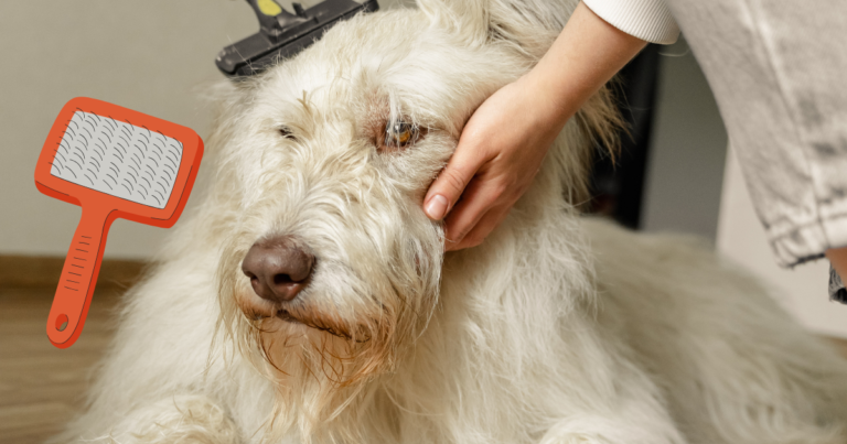 Understanding Dog Coats and Fur Types: A Complete Guide - Pet Things Drill