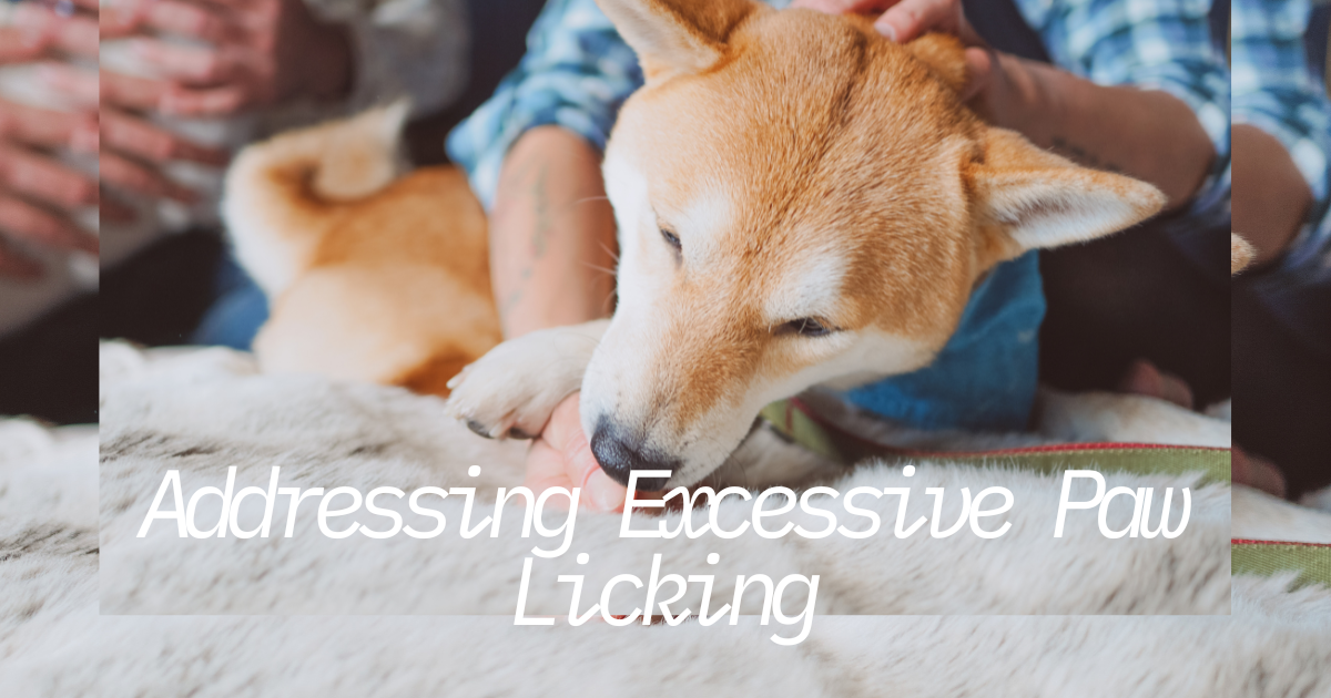 Why Do Dogs Lick Their Paws? - Pet Things Drill